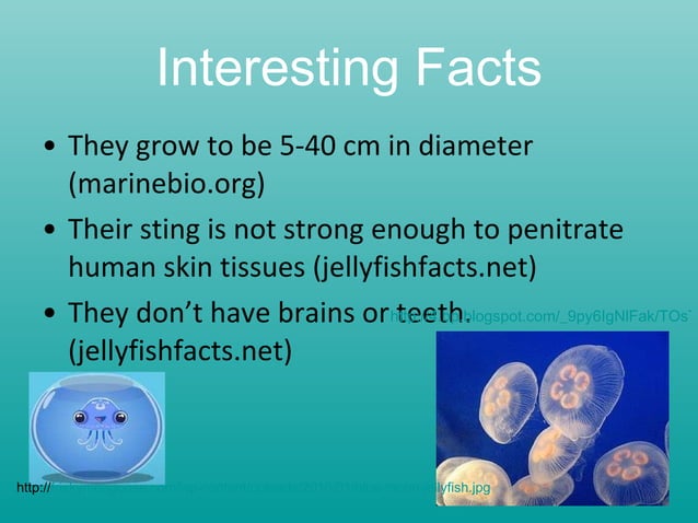 Moon jellyfish slide show- Megan Corkill | PPT | Geography | Science