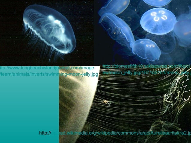Moon jellyfish slide show- Megan Corkill | PPT | Geography | Science