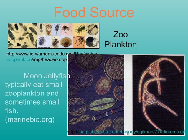 Moon jellyfish slide show- Megan Corkill | PPT | Geography | Science