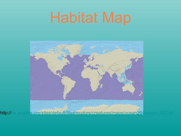 Moon jellyfish slide show- Megan Corkill | PPT | Geography | Science