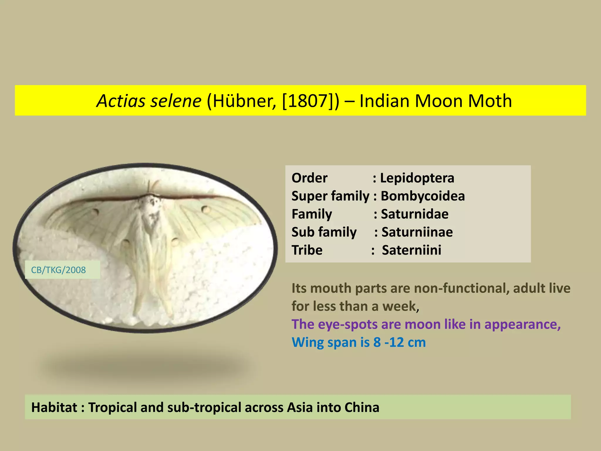 Indian Moon moth | PPTX