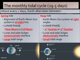 The Moon and Tides - Spring vs. Neap Tides | PPTX