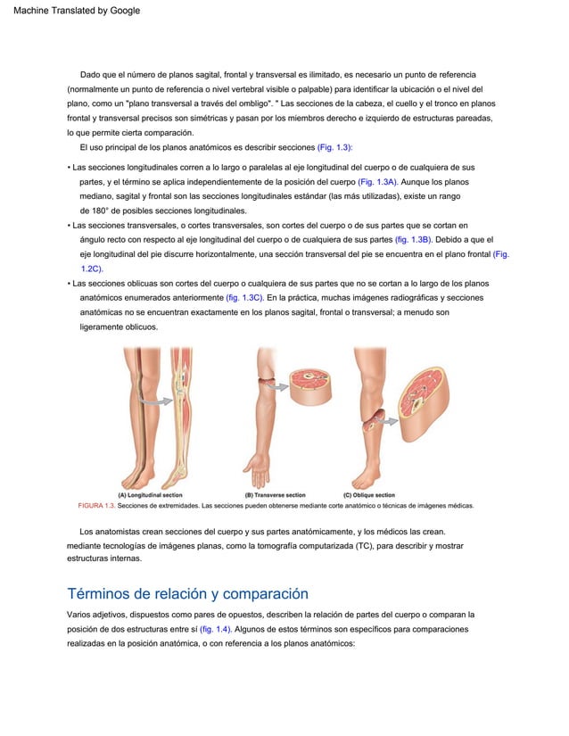 Moore anatomia 9na edicion traducido .pdf