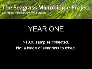 Seagrass Microbiome, Moore Foundation Program Officer Meeting 2014 | PPT
