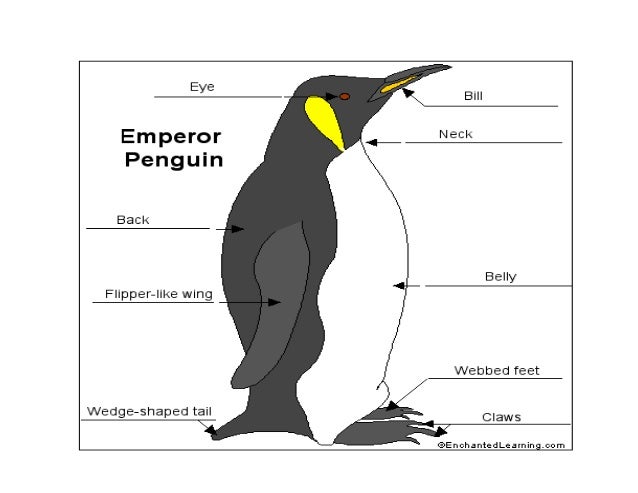 Moosa khokhar emperor penguin