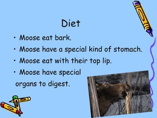Moose by madison | PPT