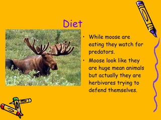 Moose by madison | PPT