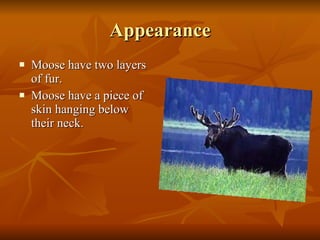 Moose martina3 | PPT