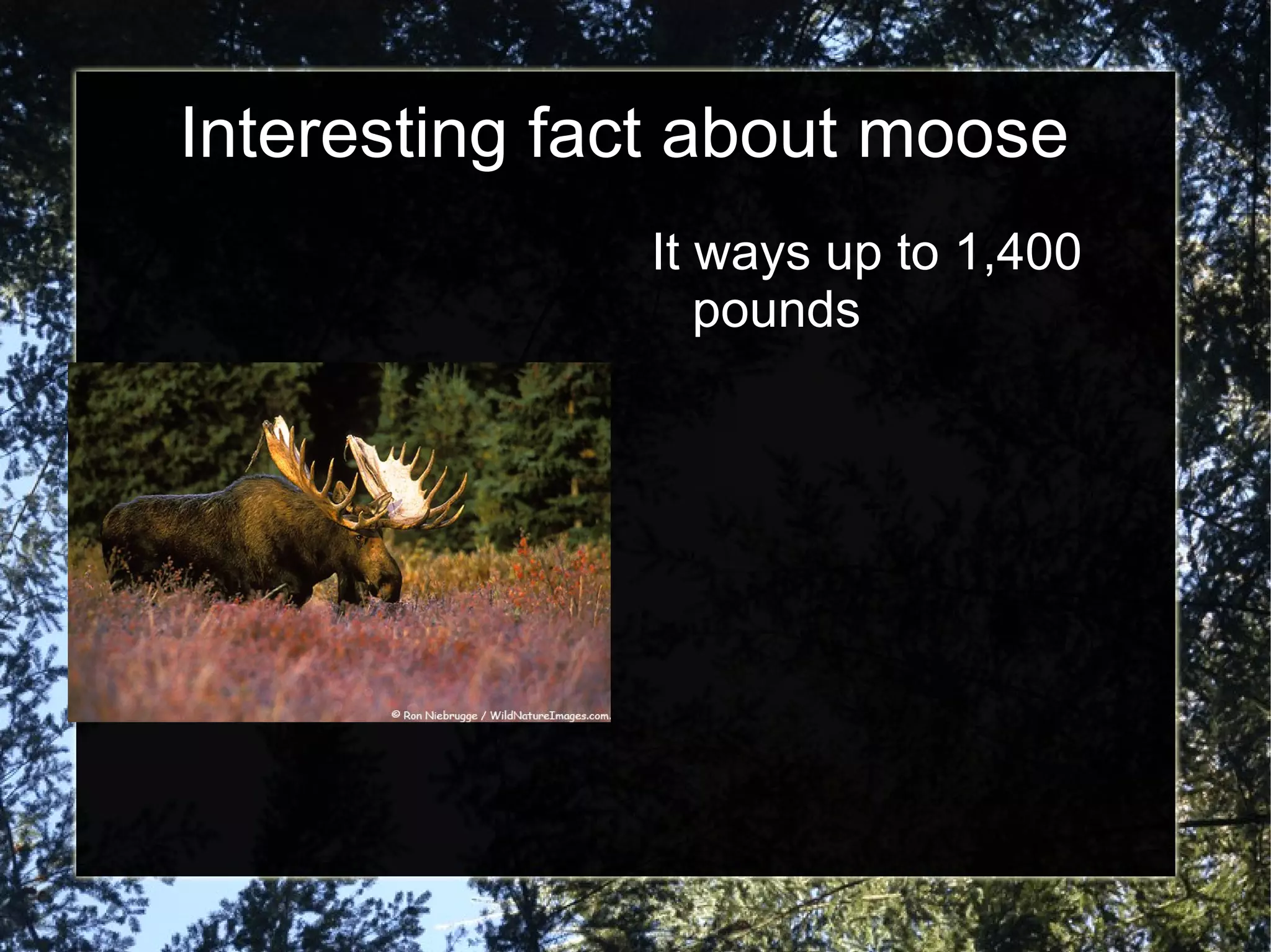 Moose presentation | ODP