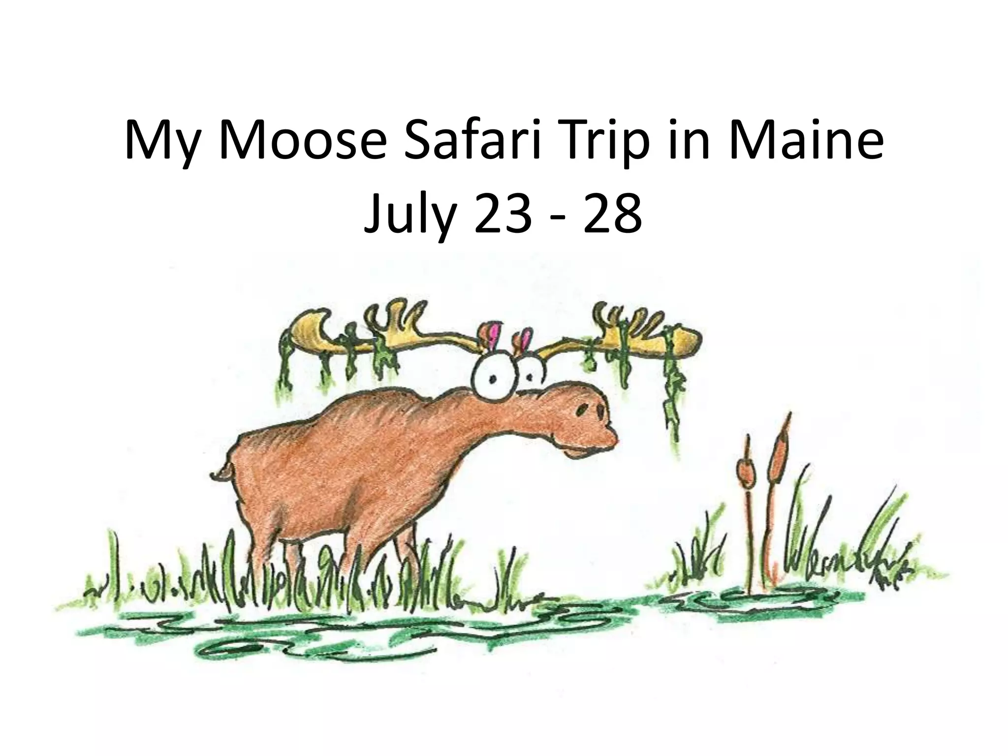 Moose slide show | PPT