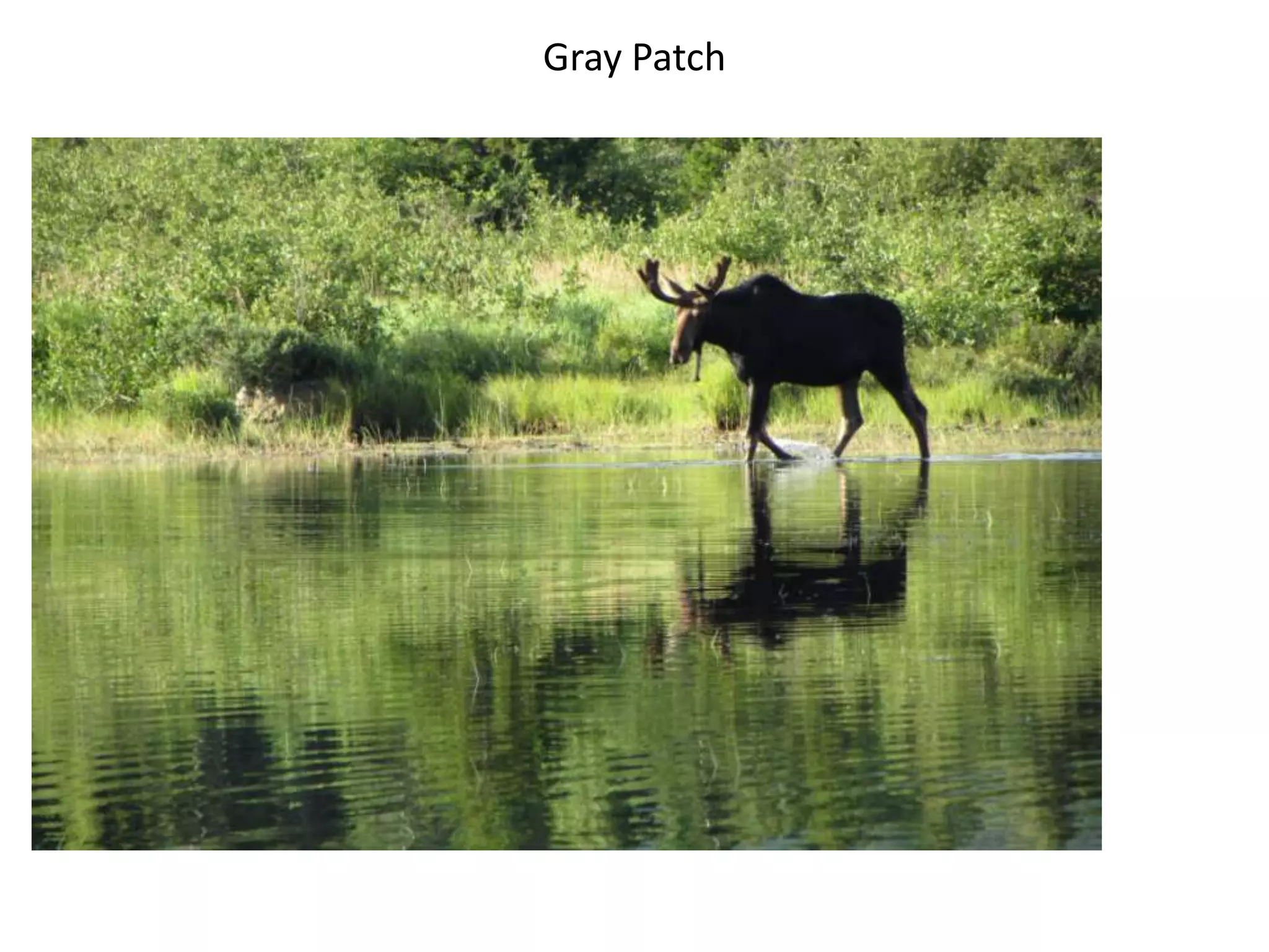 Moose slide show | PPTX