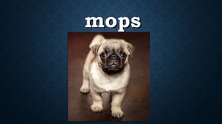 Mops | PPT
