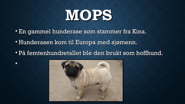 Mops | PPT