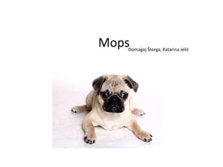 Mops | PPT
