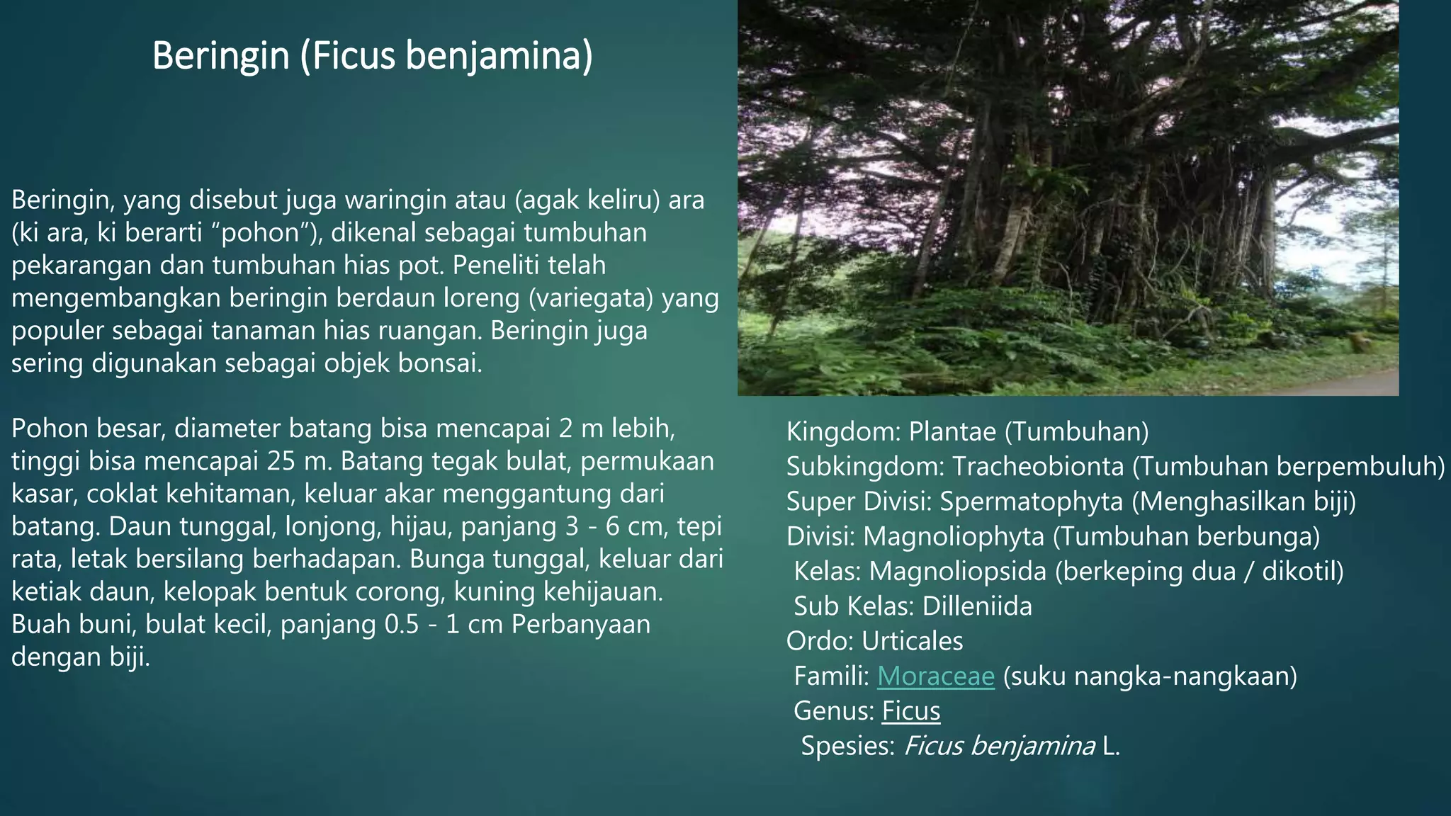 Moraceae | PPTX