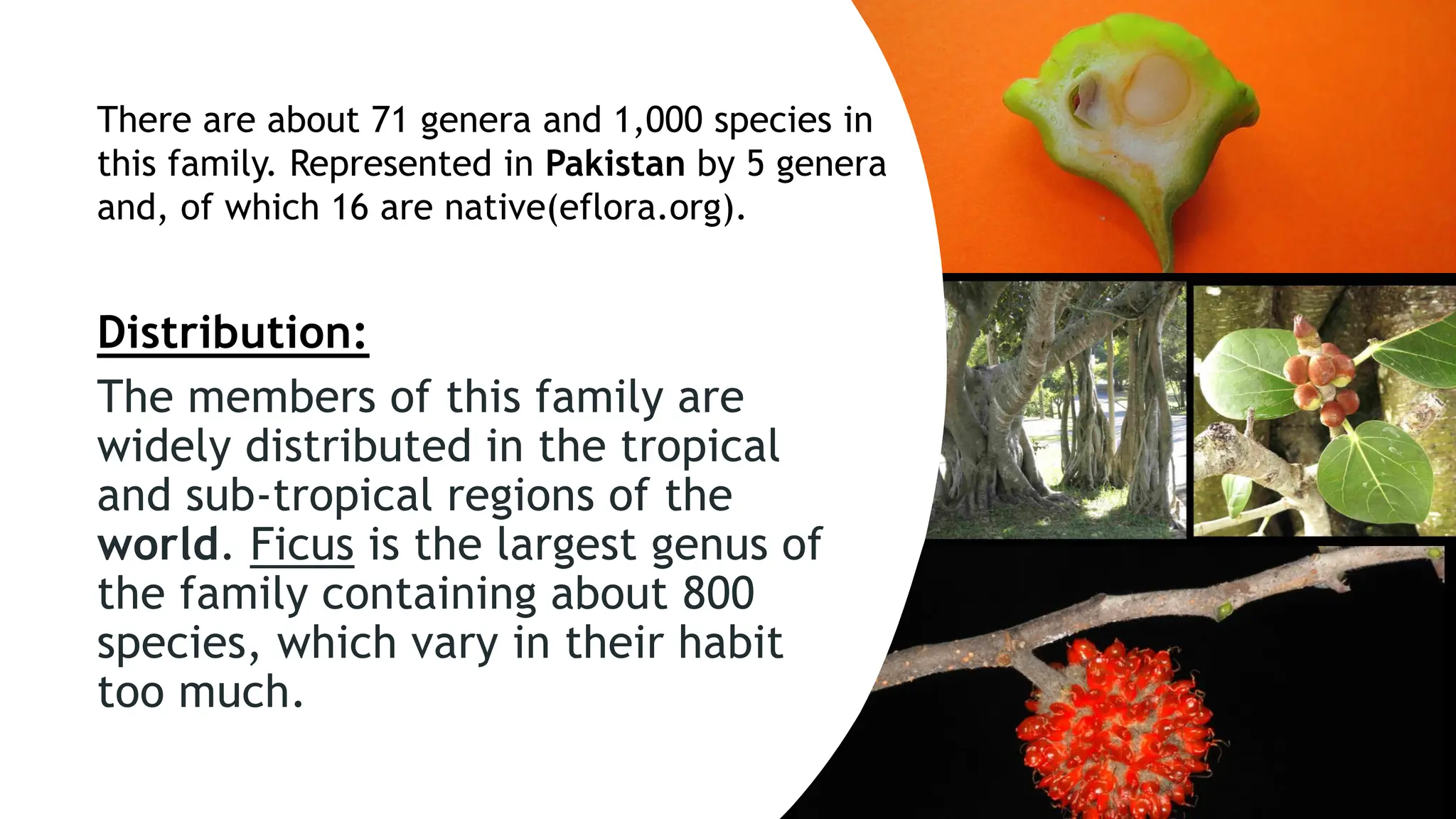 MORACEAE Family By Muhammad Ghos Sabir, Governement College University, Lahore (Pakistan).pdf