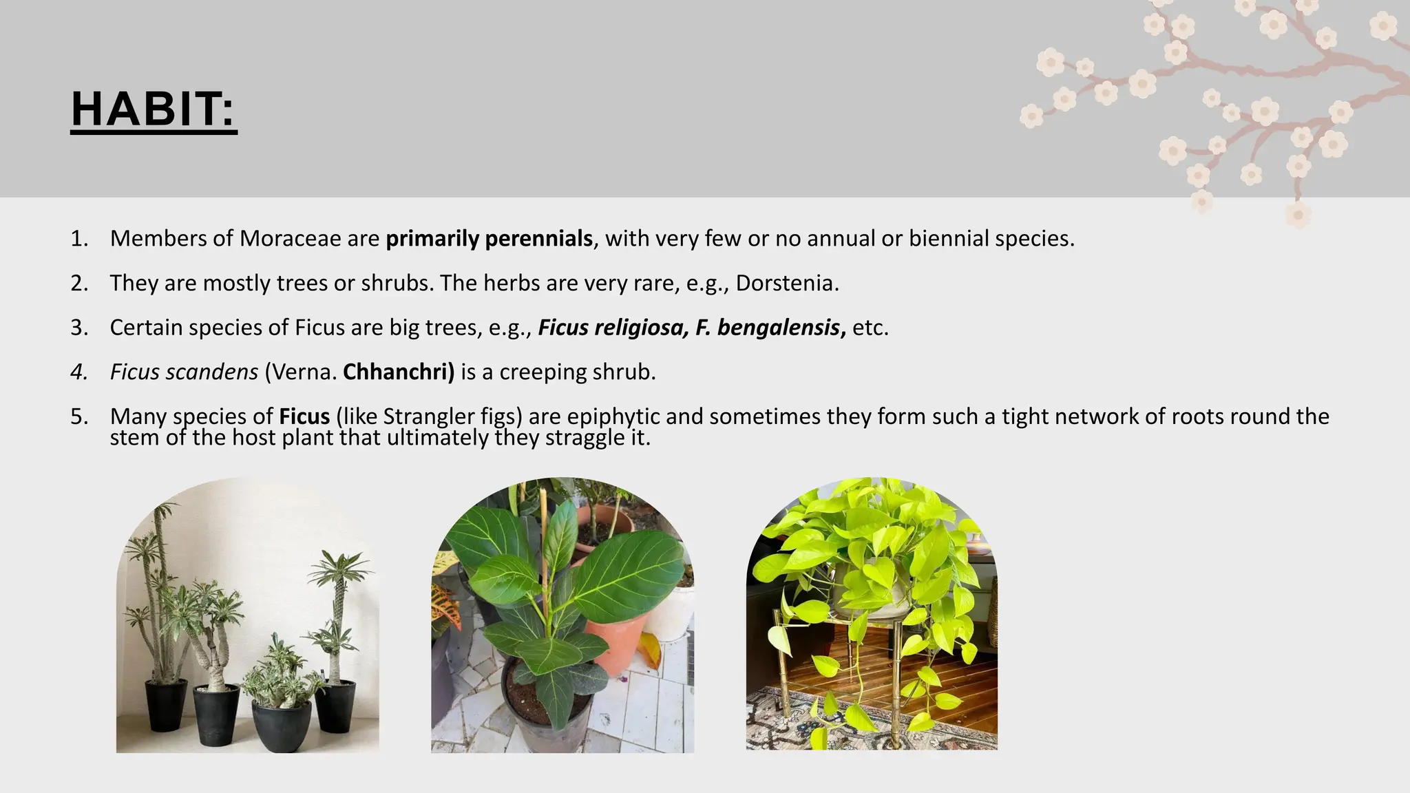 MORACEAE Family By Muhammad Ghos Sabir, Governement College University ...