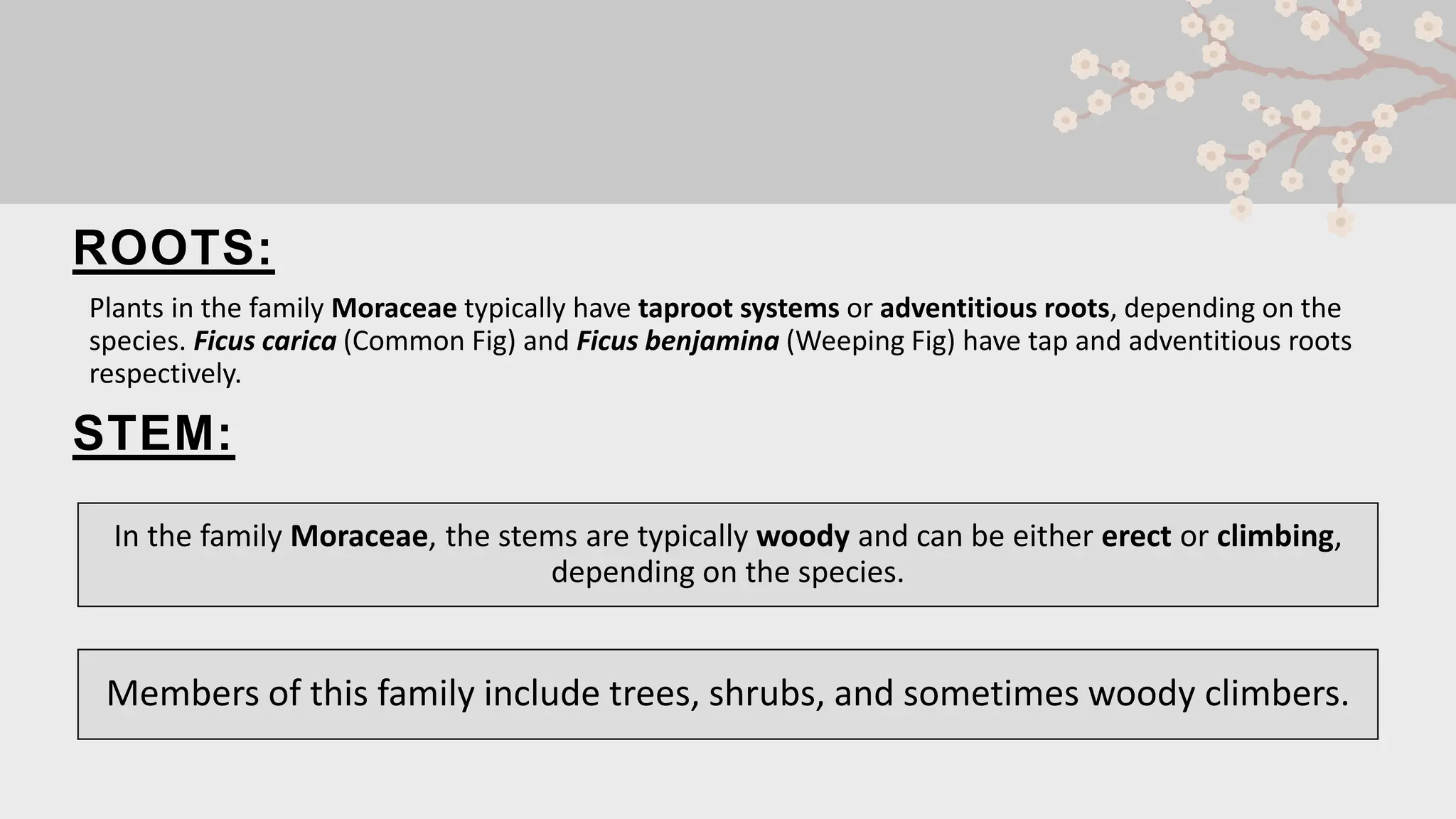 MORACEAE Family By Muhammad Ghos Sabir, Governement College University ...