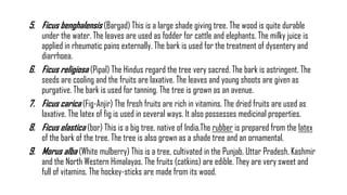 MORACEAE Family By Muhammad Ghos Sabir, Governement College University ...