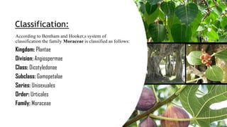 MORACEAE Family By Muhammad Ghos Sabir, Governement College University ...