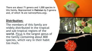 MORACEAE Family By Muhammad Ghos Sabir, Governement College University, Lahore (Pakistan).pdf