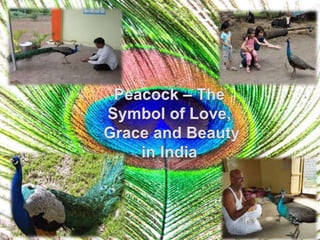 Morachi Chincholi | PPT