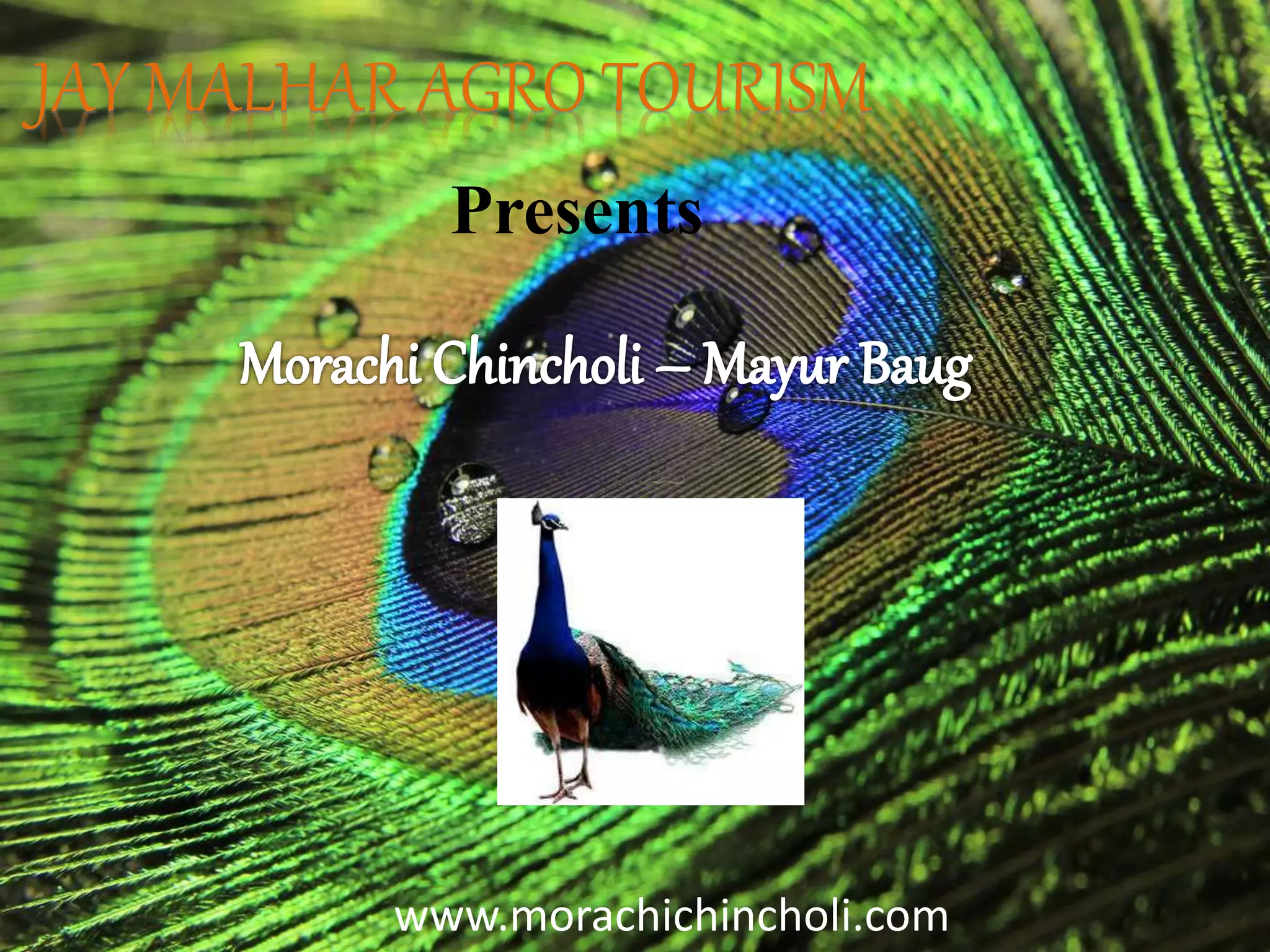 Morachi chincholi | PPTX