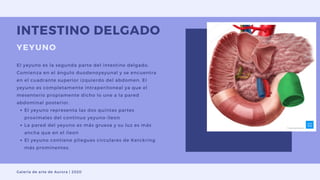 Intestino Delgado | PDF