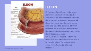 Intestino Delgado | PDF