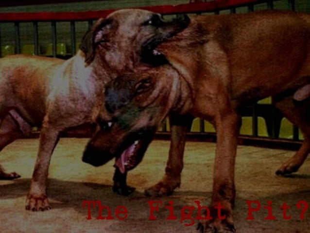 Moral Hypocrisy | PPT