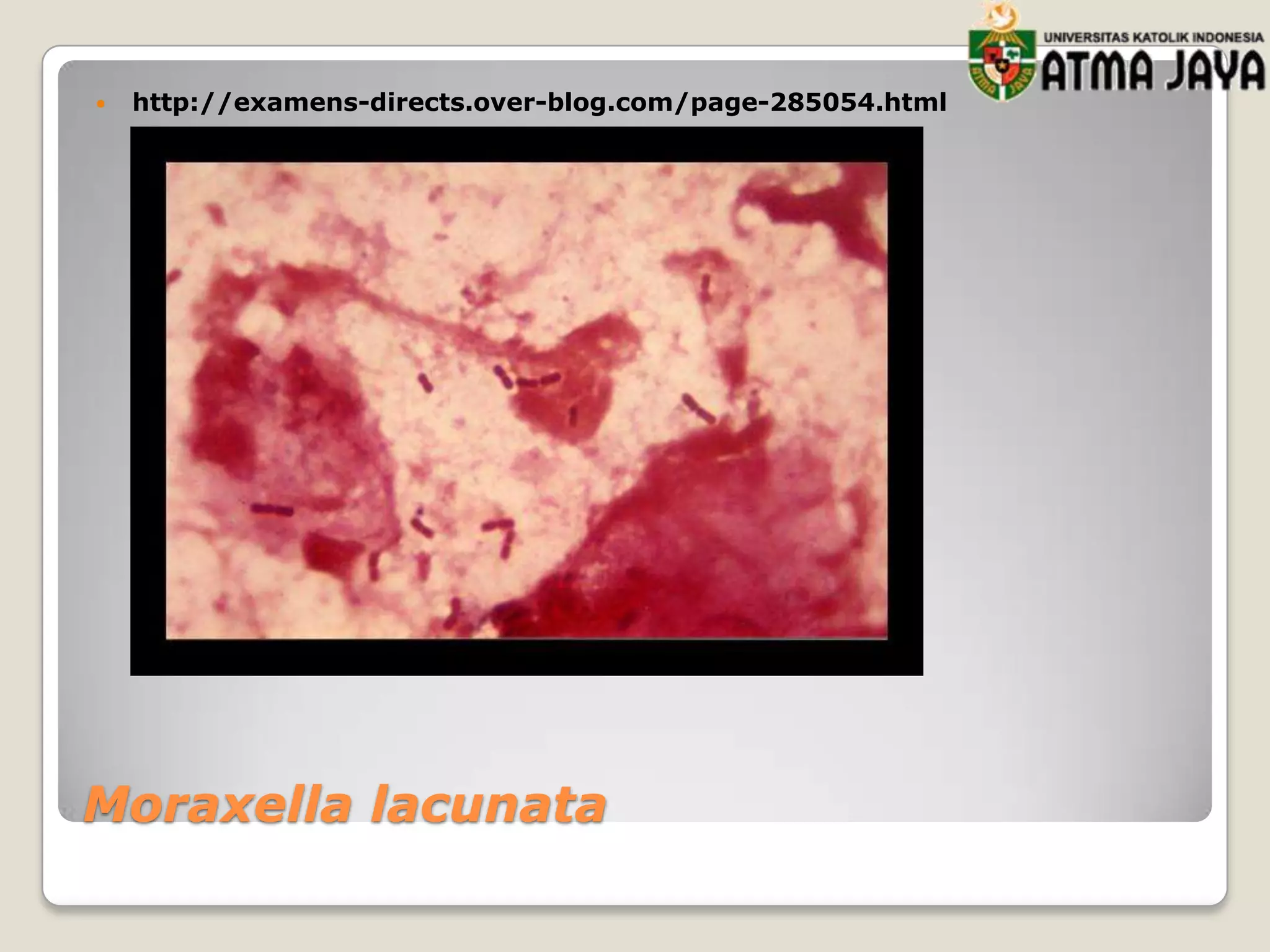 Moraxella | PPTX