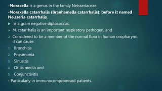 MORAXELLA- Osan.pptx