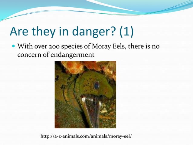 Moray Eel | PPT