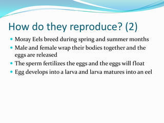 Moray Eel | PPTX