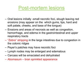Presentation on Morbillivirus for undergraduate teaching | PPT