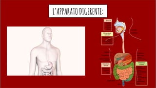 Morbo di crohn, Matilde Migliosi e Alice Signorini | PPTX | Digestive ...