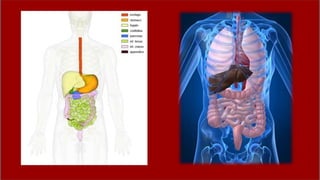 Morbo di crohn, Matilde Migliosi e Alice Signorini | PPTX | Digestive ...