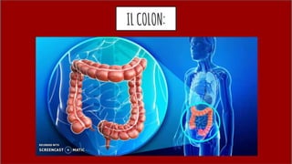 Morbo di crohn, Matilde Migliosi e Alice Signorini | PPTX | Digestive ...