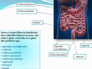 Morbus crohn dhe koliti ulceroz,, | PPTX