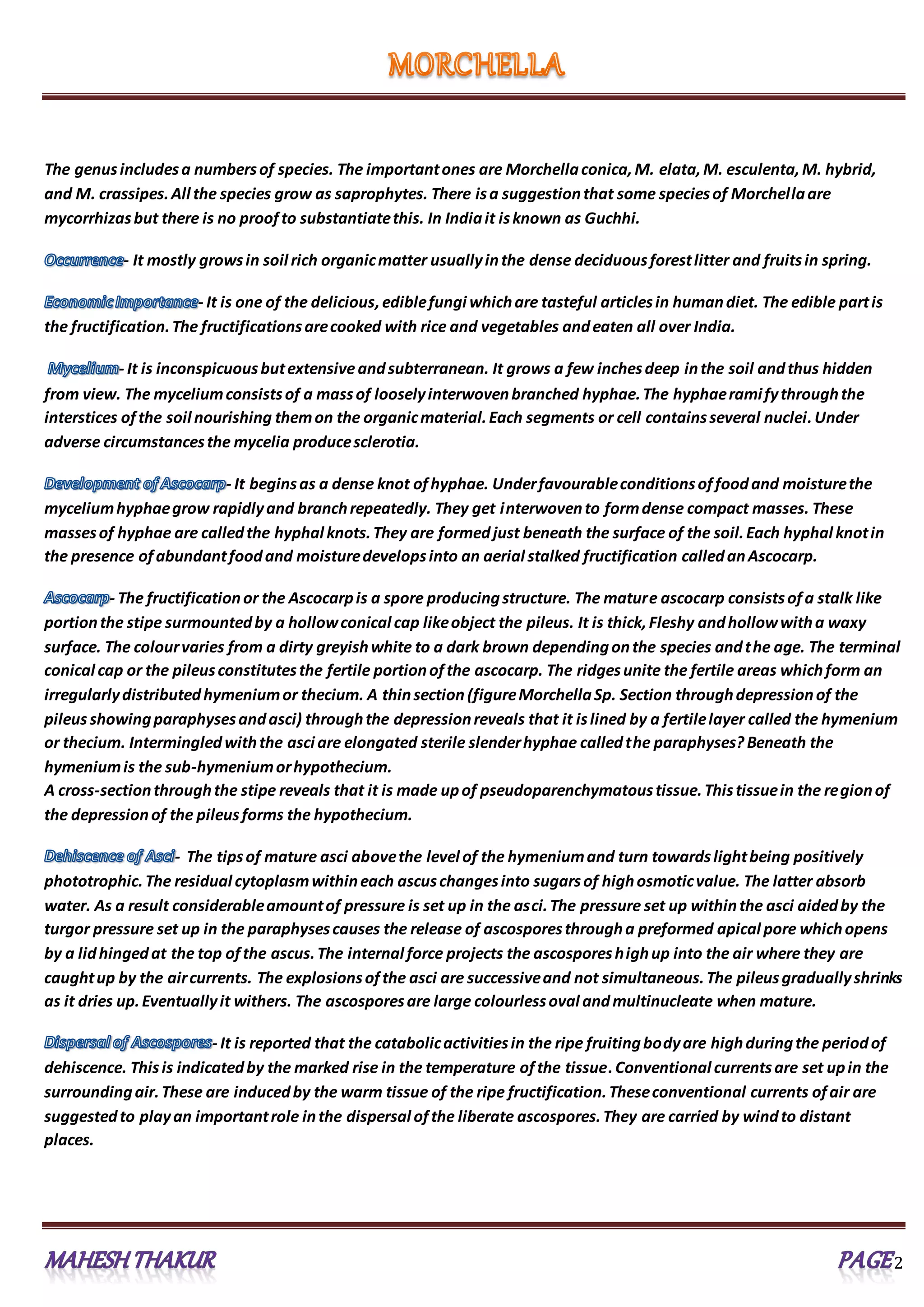 Morchella | DOCX