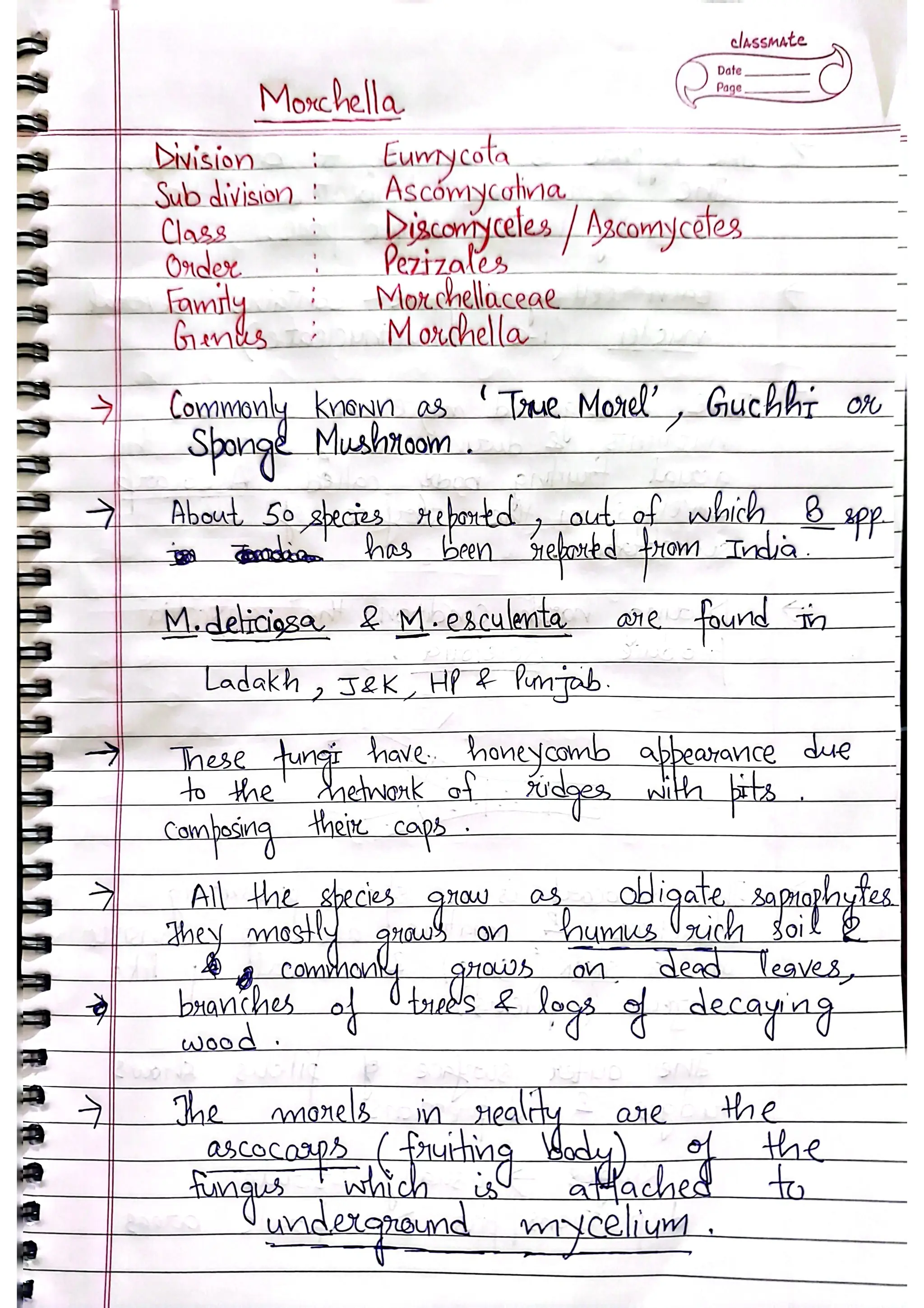 Life cycle of Morchella (For BSc Botany students).pdf