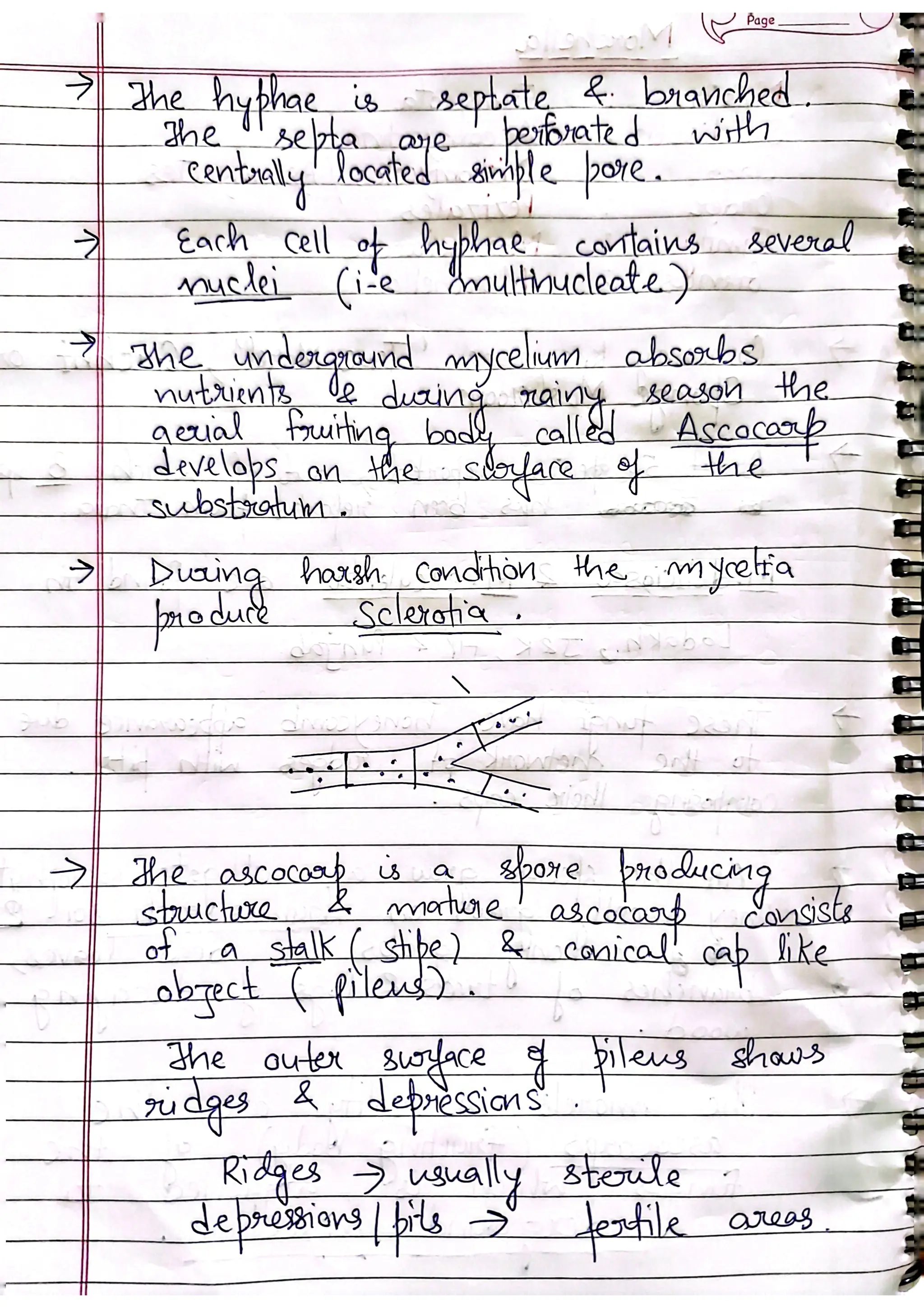 Life cycle of Morchella (For BSc Botany students).pdf