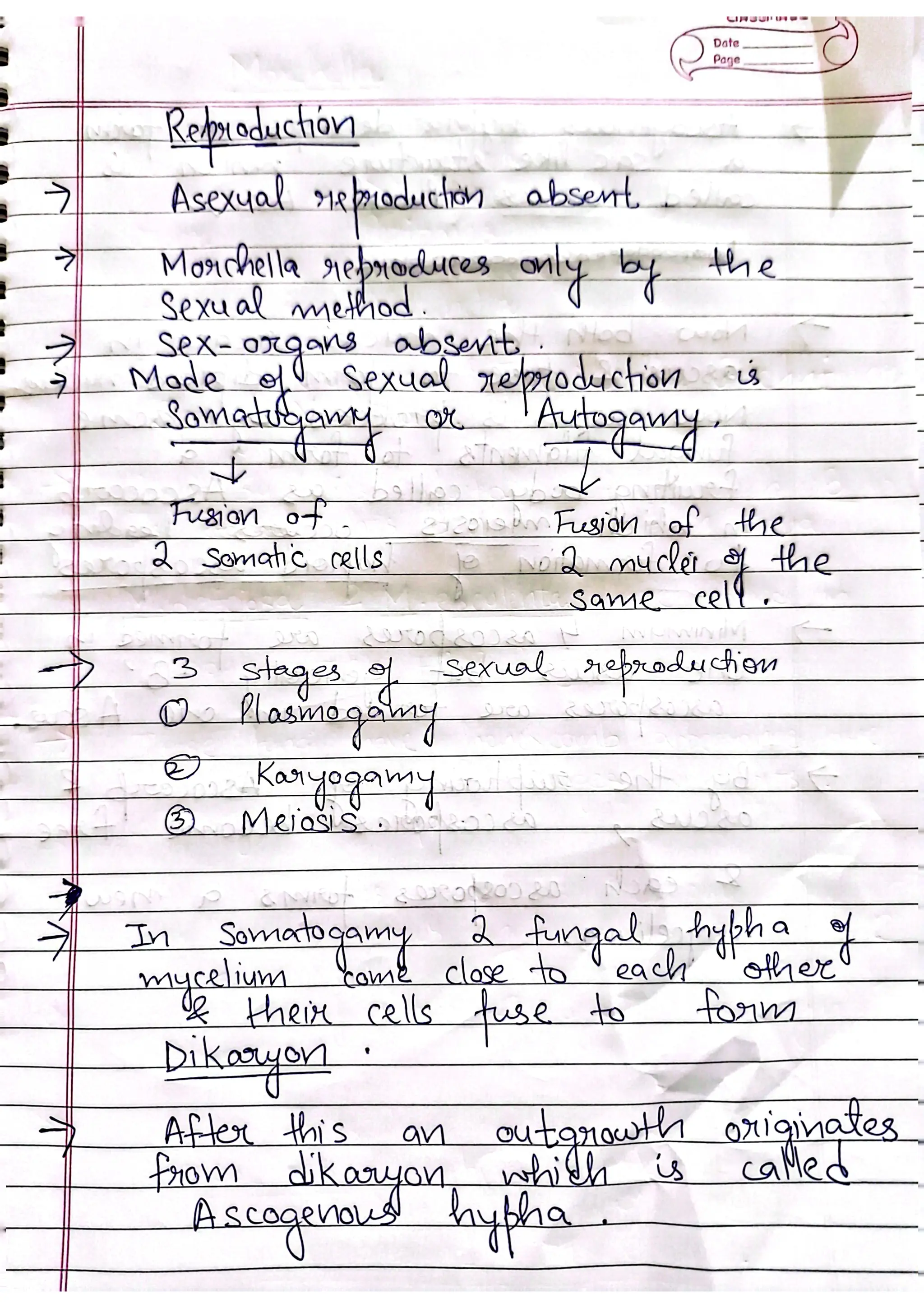 Life cycle of Morchella (For BSc Botany students).pdf