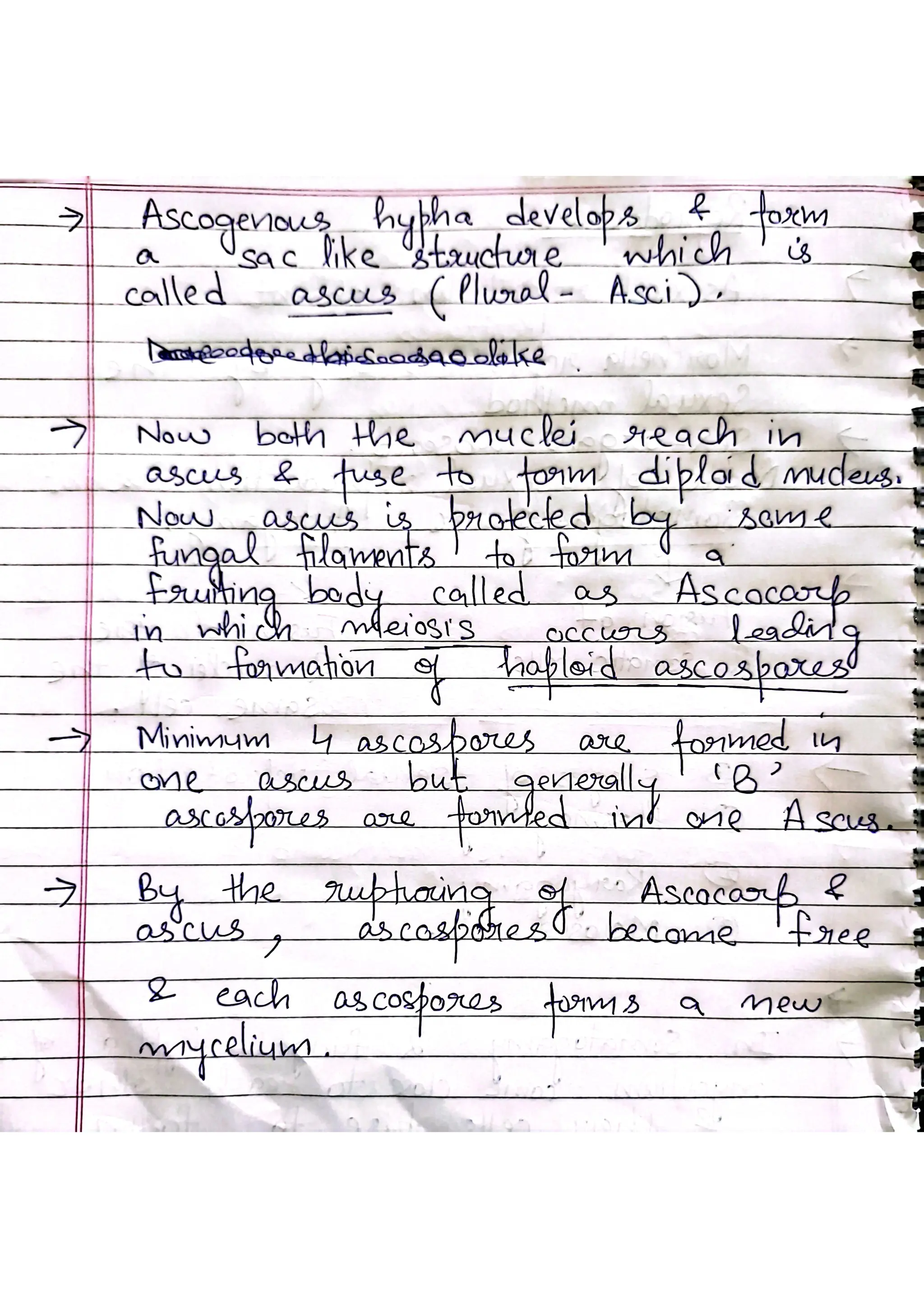 Life cycle of Morchella (For BSc Botany students).pdf