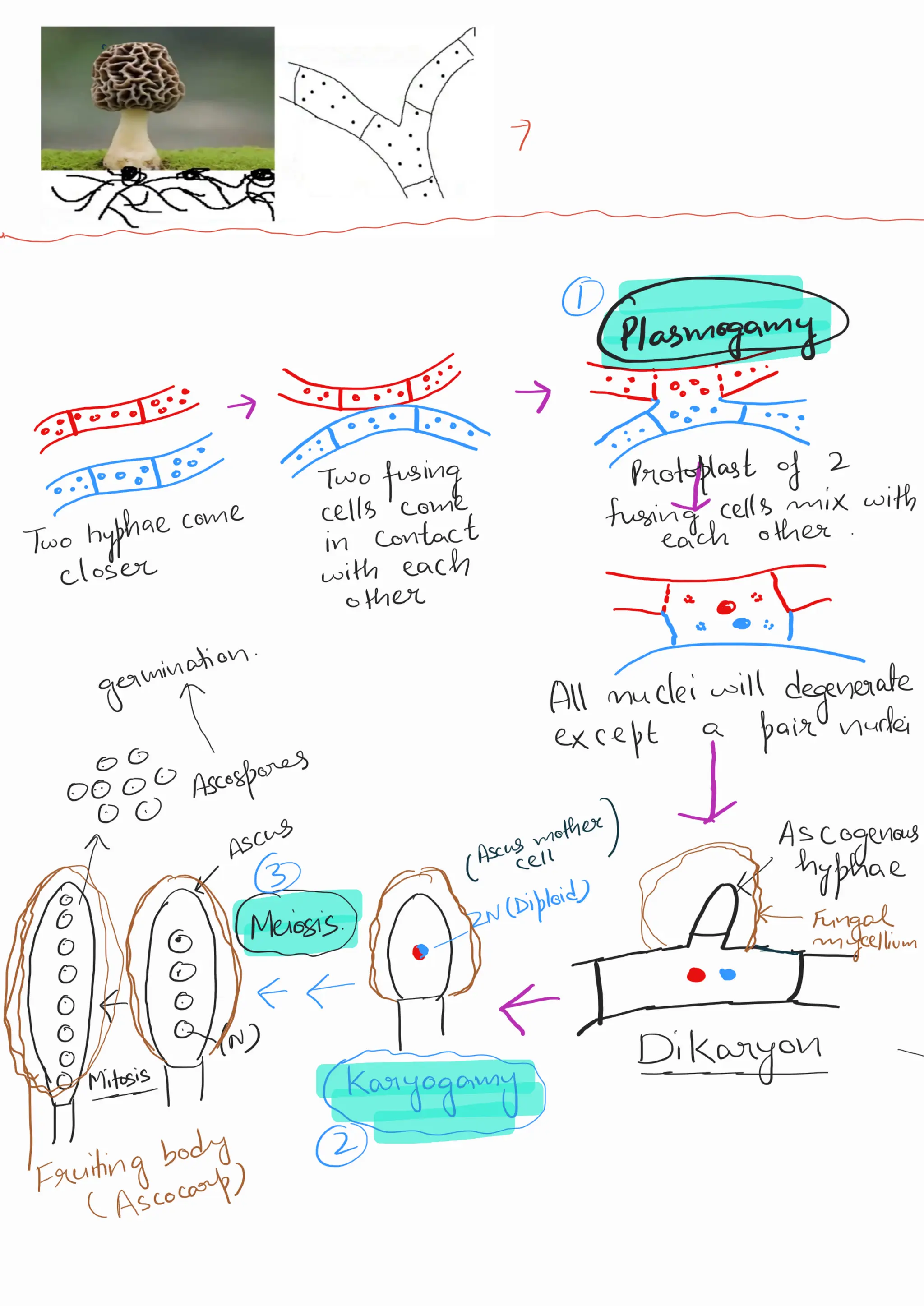Life cycle of Morchella (For BSc Botany students).pdf