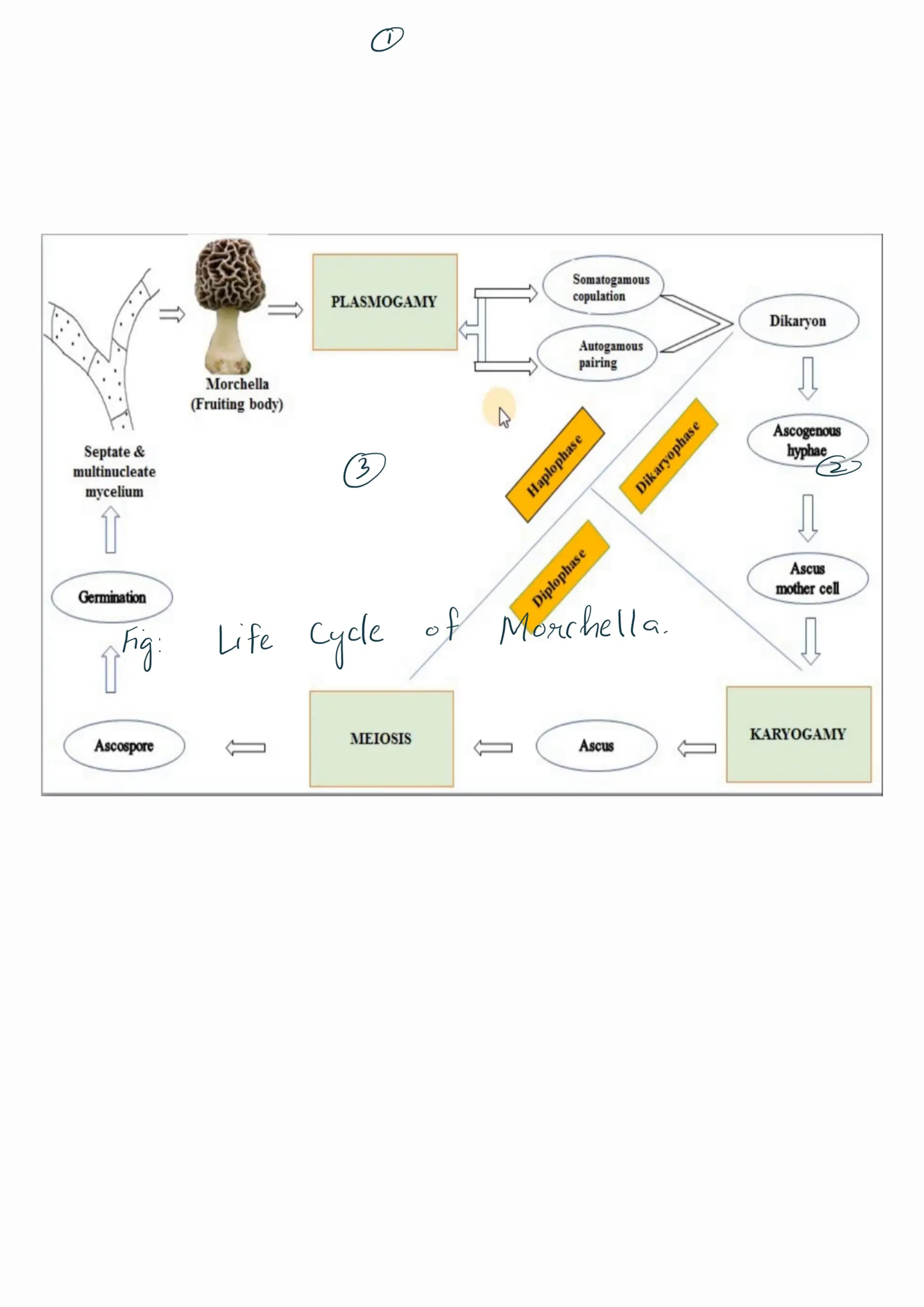 Life cycle of Morchella (For BSc Botany students).pdf