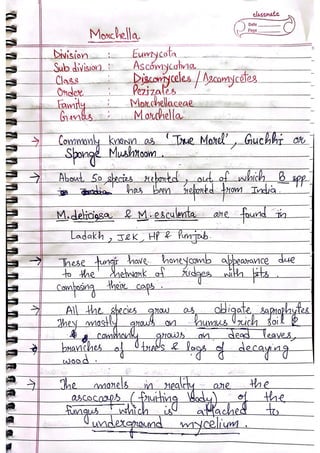 Life cycle of Morchella (For BSc Botany students).pdf