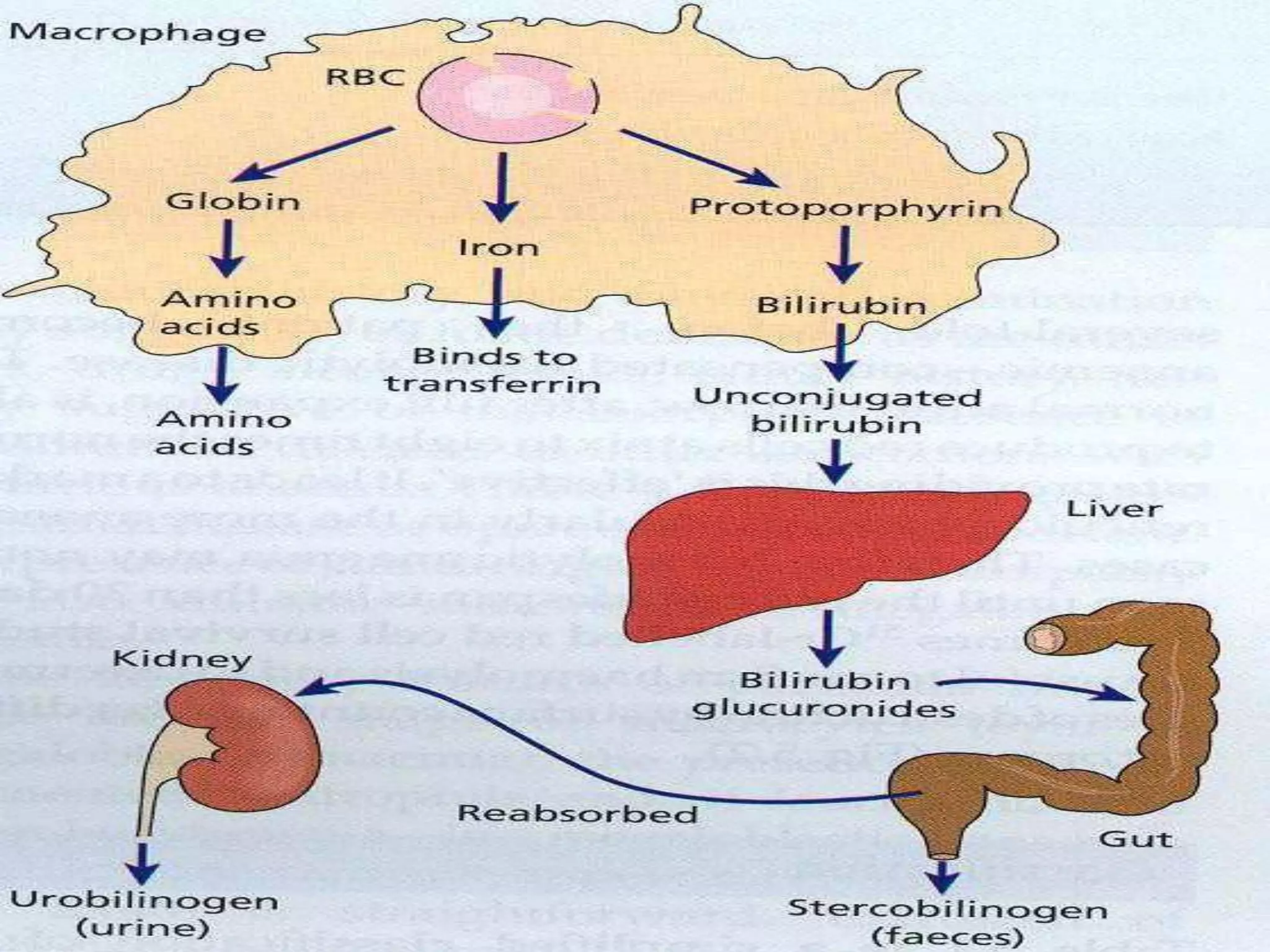 ERYTHROCYTIC PYRUVATE KINASE DEFICIENCY: HAEMATOLOGICAL IMPLICATIONS | PPTX