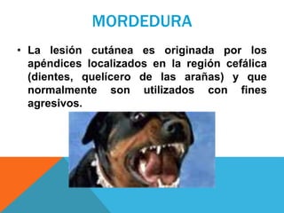 Mordedura canina mely | PPTX