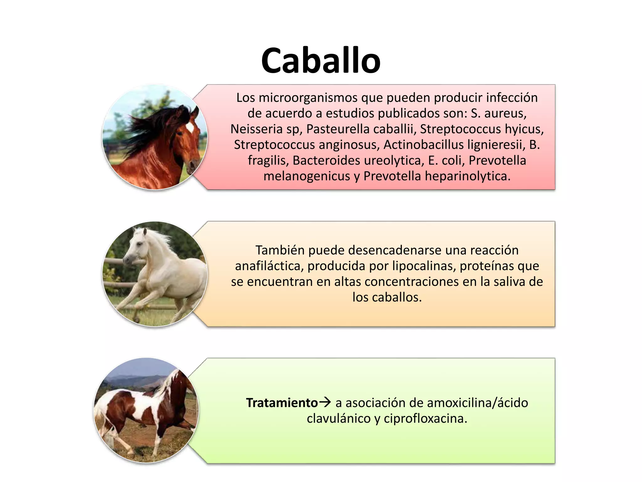Mordeduras | PPT